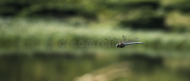 Dragonfly Photographed in Flight Stock Image - Image of libellula ...