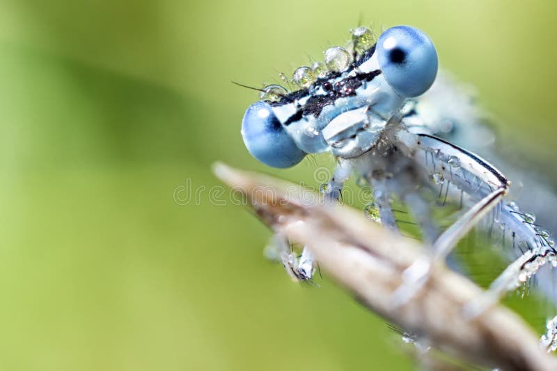 Blue dragonfly face stock image. Image of leaf, arthropod - 10369639