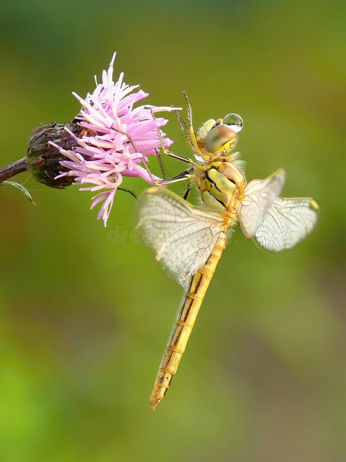 Dragonfly on Pink Flowers and Golden Light Stock Photo - Image of leaf ...