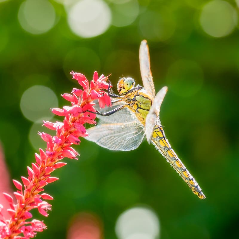 Dragonfly on a pink flower stock image. Image of insect - 118963881