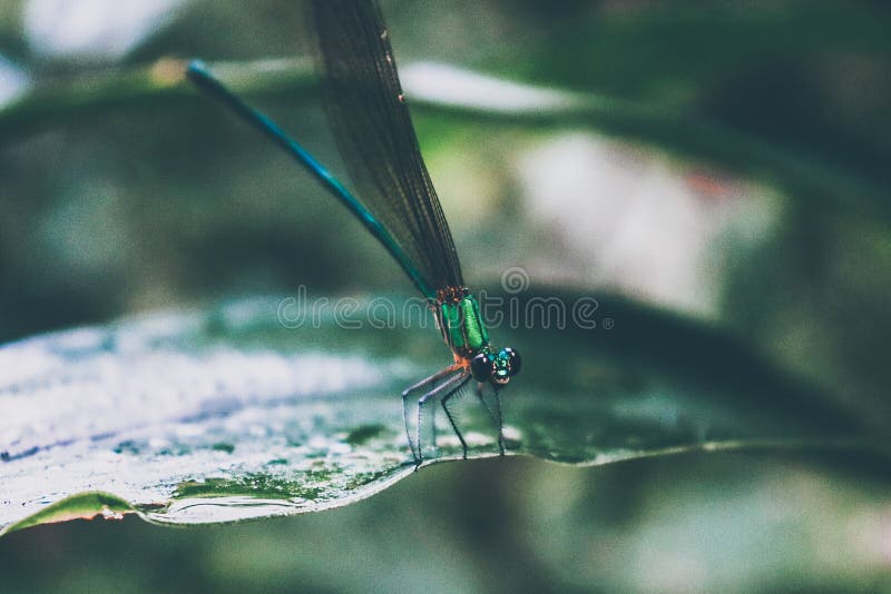 Dragonfly in the Rainforest Stock Image - Image of leaf, arthropod ...