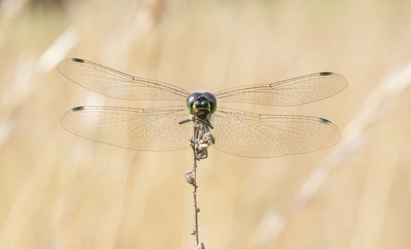 Dragonfly on a plant stock photo. Image of wildlife, plant - 31663798