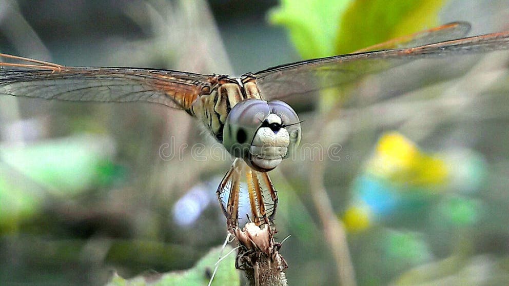 Dragonfly in a pool stock photo. Image of insect, pond - 126052454
