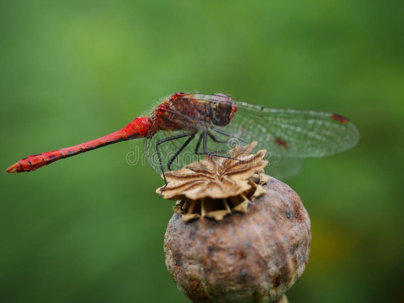 Poppy Bulb Close Up 6 3 2019 Stock Image - Image of flower, surrounding ...