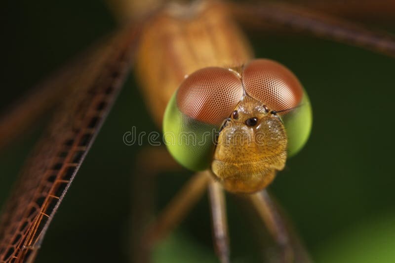 Blue dragonfly face stock image. Image of leaf, arthropod - 10369639