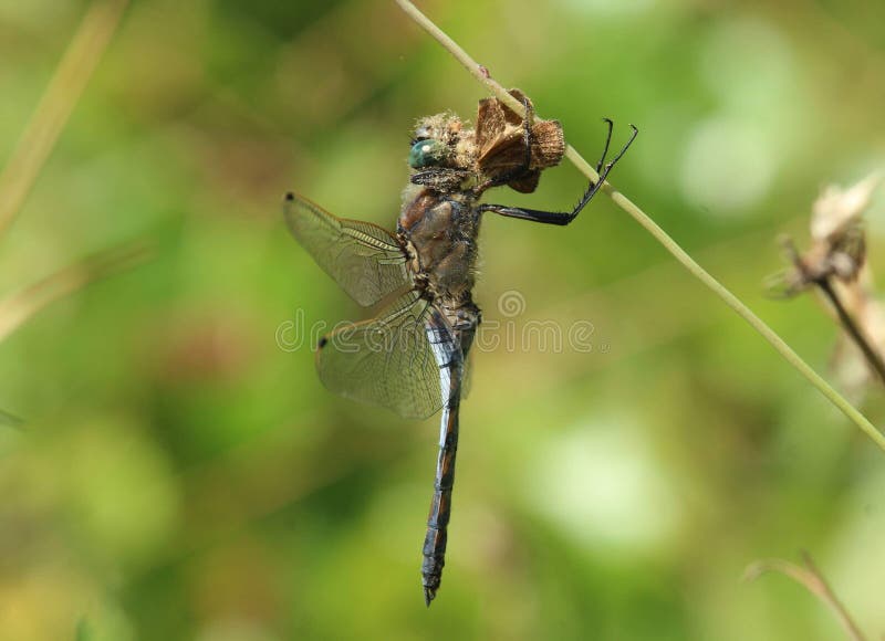 Dragonfly with prey stock photo. Image of butterfly - 136791922