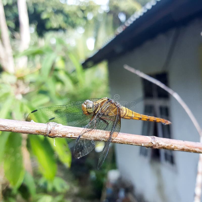 Dragonfly house stock image. Image of anisoptera, animalia - 57742973