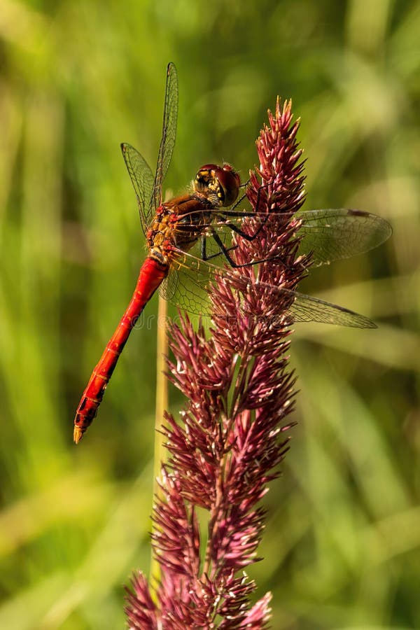 A Dragonfly with a Red Body Sits on a Dried Plant Stock Photo - Image ...