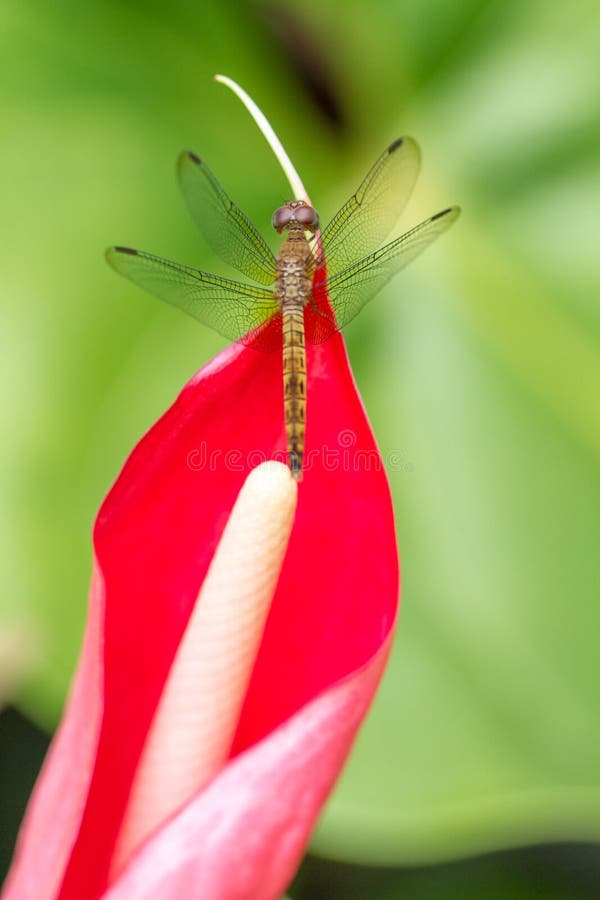 Dragonfly on a Red Color Plant Stock Photo - Image of nature, dragonfly ...