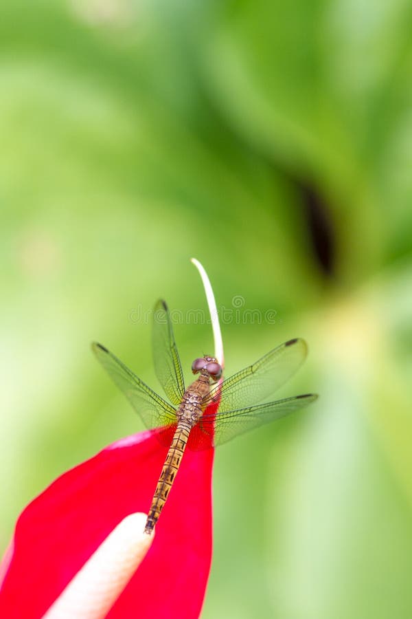 Dragonfly on a Red Color Plant Stock Image - Image of clinging, copy ...
