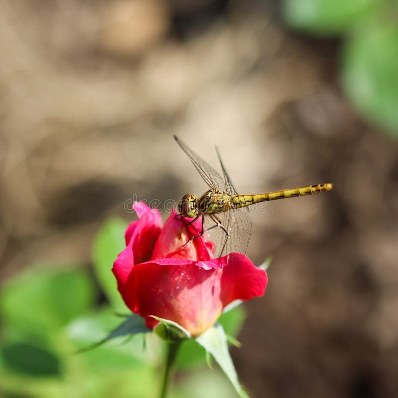 Dragonfly on a Red Flower Rose in Sunny Garden. Stock Photo - Image of ...