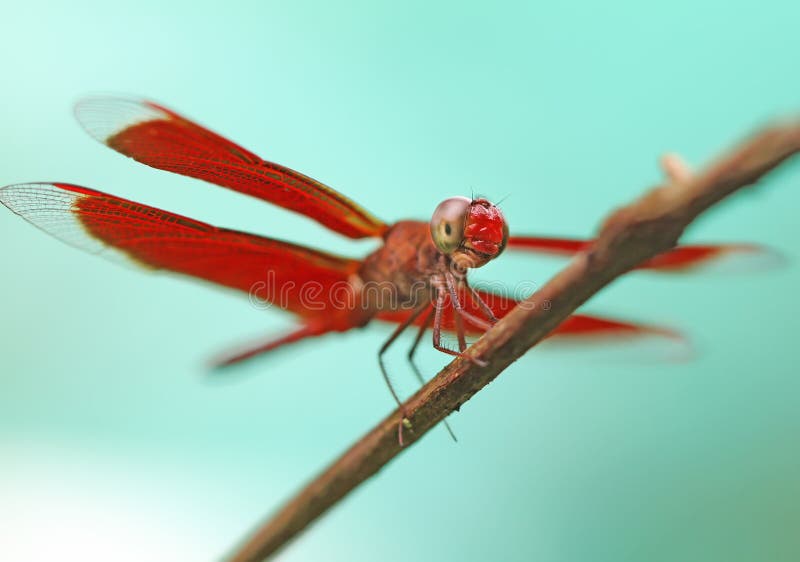Dragonfly stock image. Image of colorful, multifaceted - 83688357