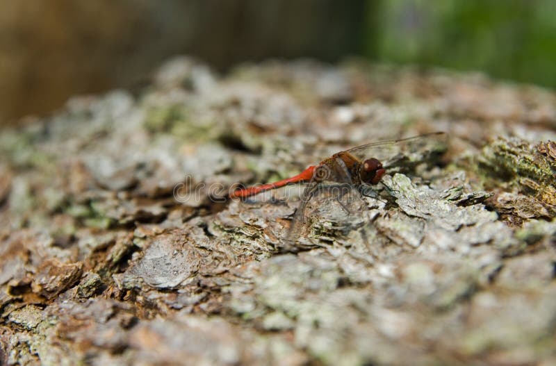 Dragonfly stock image. Image of instect, dragonfly, nature - 33317873