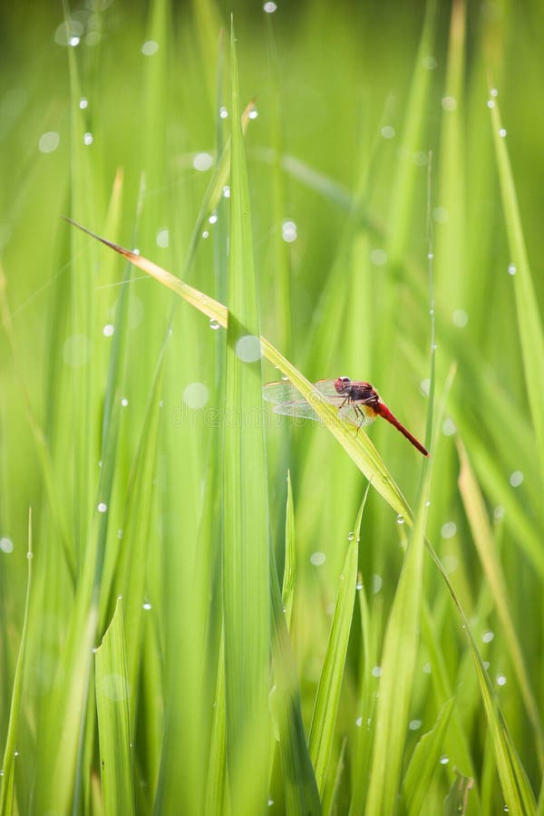 Dragonfly stock image. Image of animal, plant, natural - 41331059