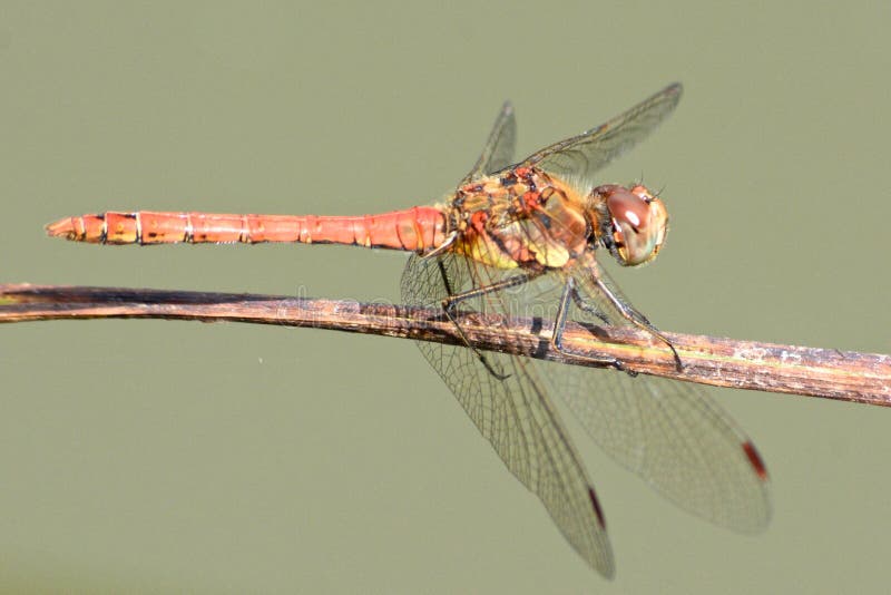 Dragonfly stock image. Image of small, insect, tiny, spring - 97121027