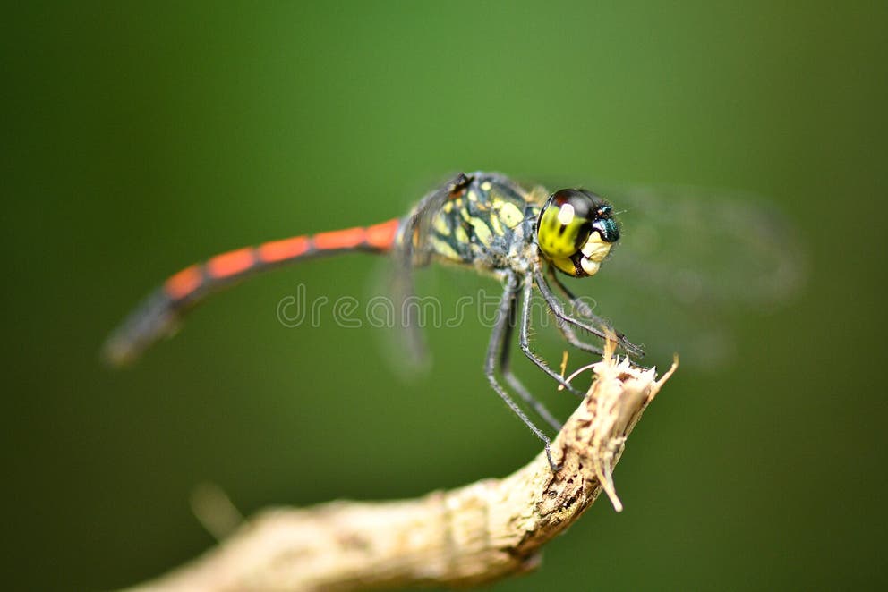 Dragonfly with red tail stock photo. Image of head, outdoor - 212779148