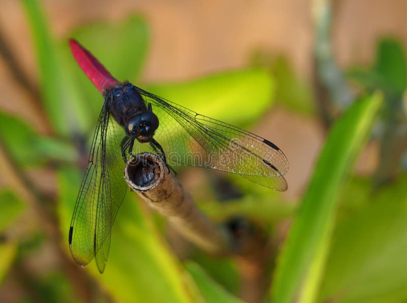 Dragonfly stock photo. Image of insect, thin, wing, dragonfly - 34440094