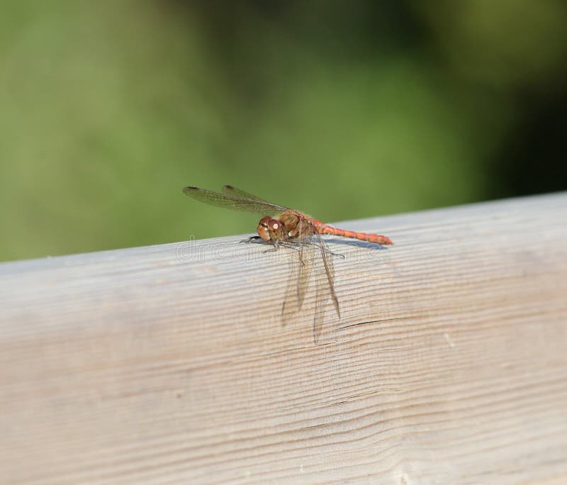 Dragonfly - Red Tailed Darter - Closeup Stock Image - Image of darter ...
