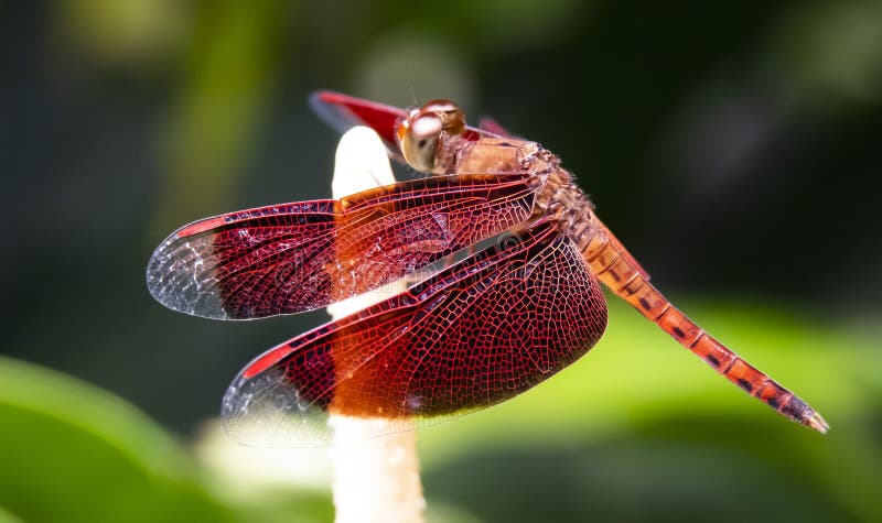 A Dragonfly with Red Vibrant Wing Resting on a Perch. Stock Image ...
