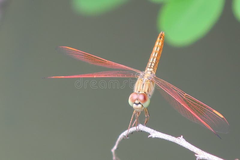 Dragonfly with red wings stock photo. Image of live - 108233728