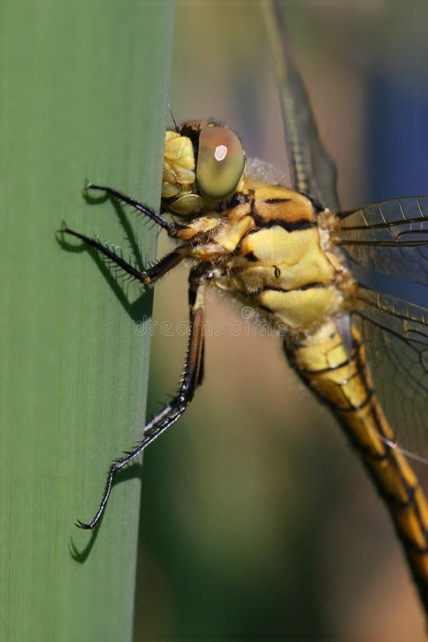 Dragonfly on reed stock photo. Image of reed, yellow, flier - 2608628