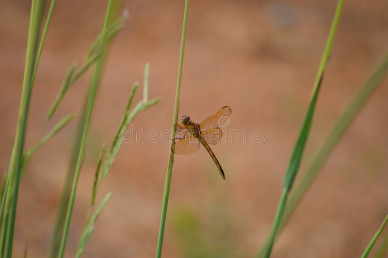 Dragonfly on a reed stock image. Image of insect, field - 90123921