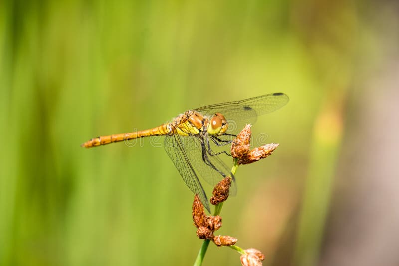 Dragonfly on reed stalk stock image. Image of nature - 224015225