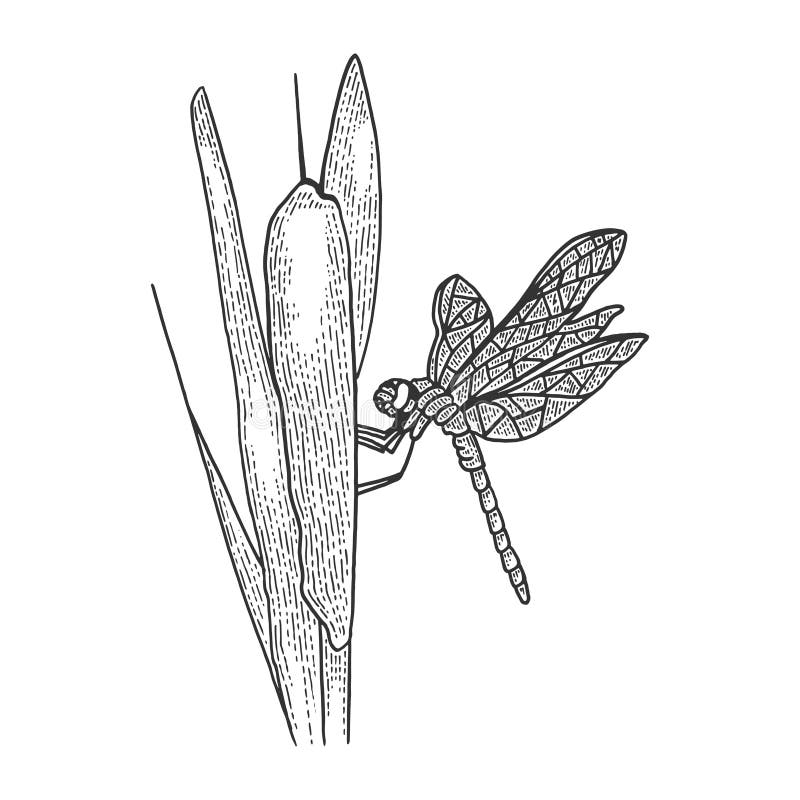 Dragonfly Reed Stock Illustrations – 249 Dragonfly Reed Stock ...