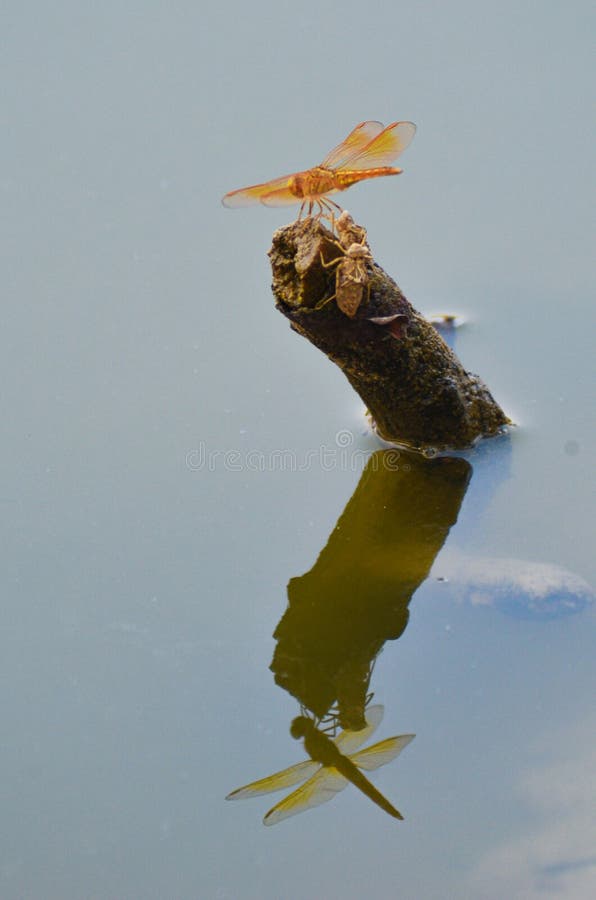 Mirror dragonfly stock image. Image of dragonfly, macro - 240872373