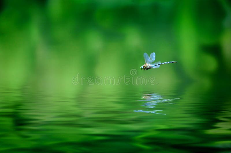 Dragonfly Reflection stock photo. Image of river, foiliage - 8302746