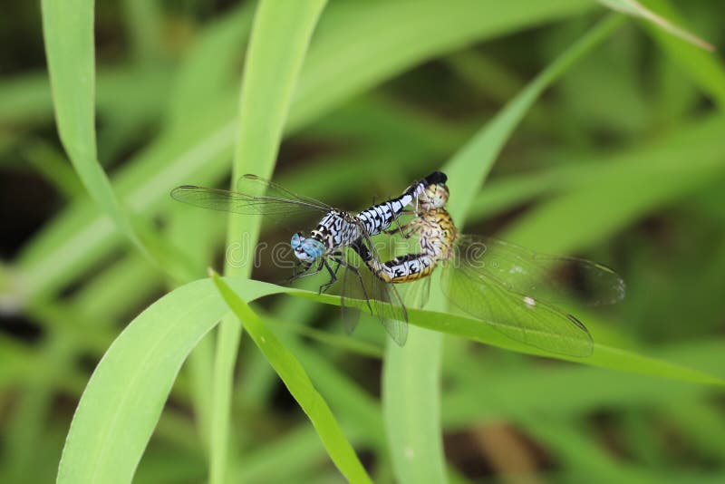 Dragonfly reproduction stock image. Image of clear, colorful - 39974697