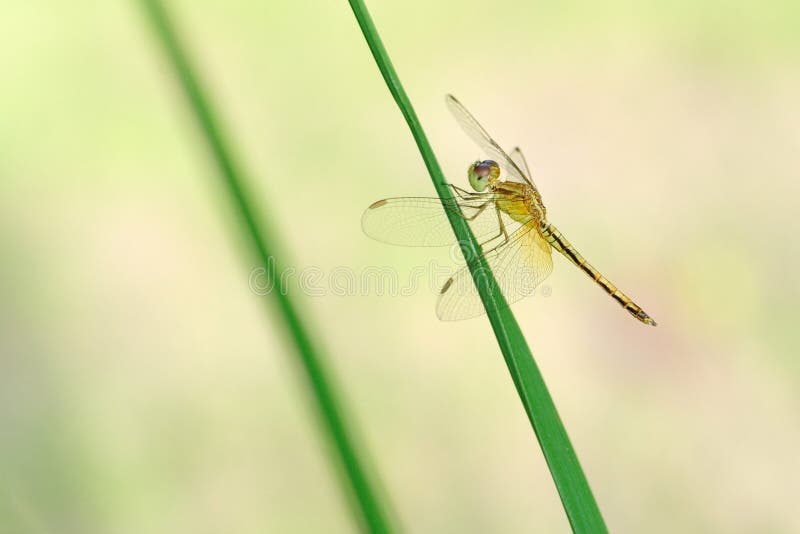 Dragonfly at rest stock image. Image of colorful, macro - 16775423