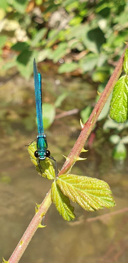 Dragonfly at rest stock photo. Image of macro, hiking - 231313740