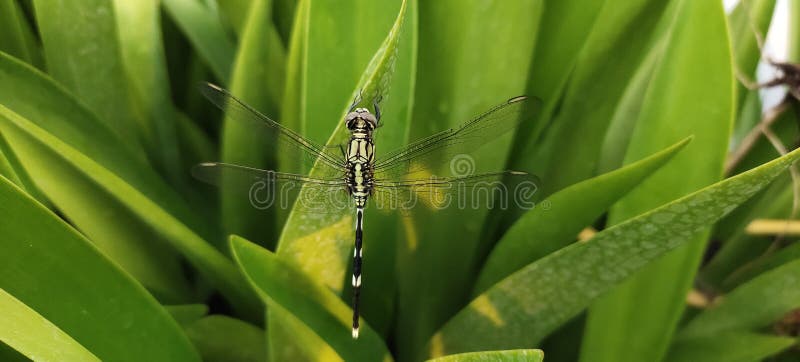 Dragonfly Rest on a Green Leaf Stock Image - Image of green, leaf ...