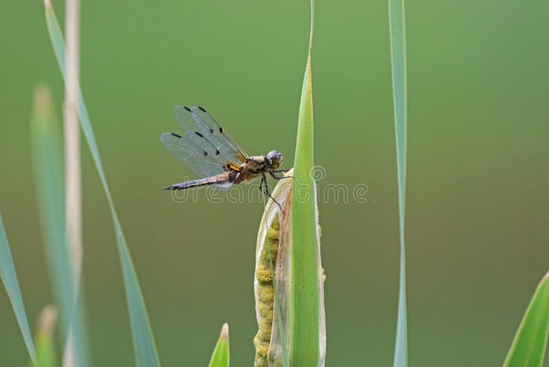Dragonfly Resting on Reeds stock image. Image of odonata - 187735993