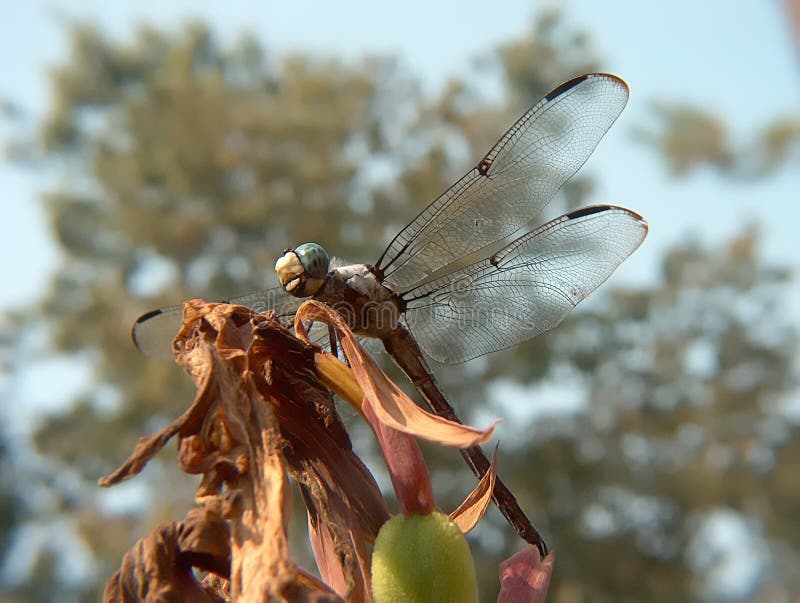 The dragonfly at rest stock image. Image of sanquineum - 128389909