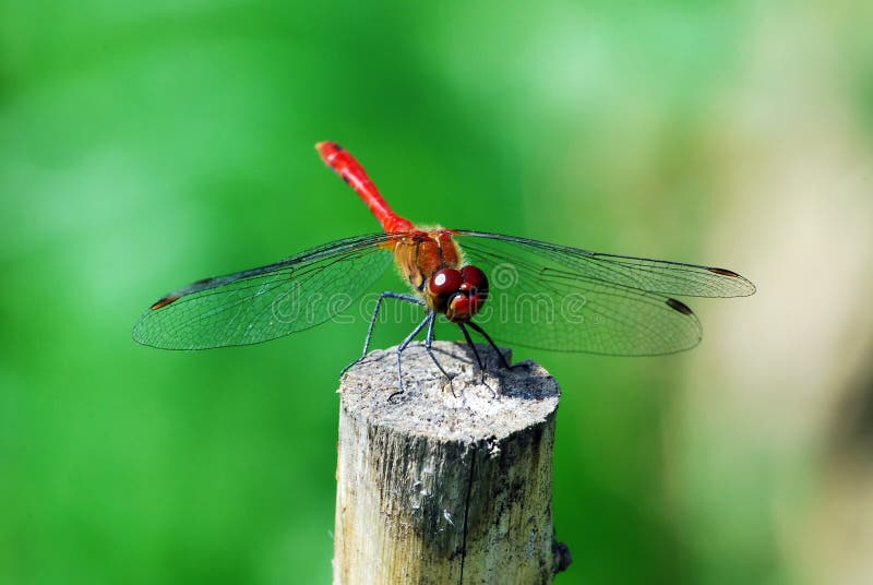 Dragonfly at Rest - Libellula Depressa Stock Photo - Image of fauna ...
