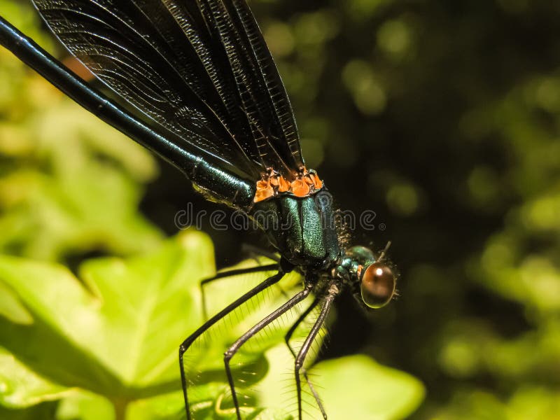 Visible Wing Muscles Stock Photos - Free & Royalty-Free Stock Photos ...