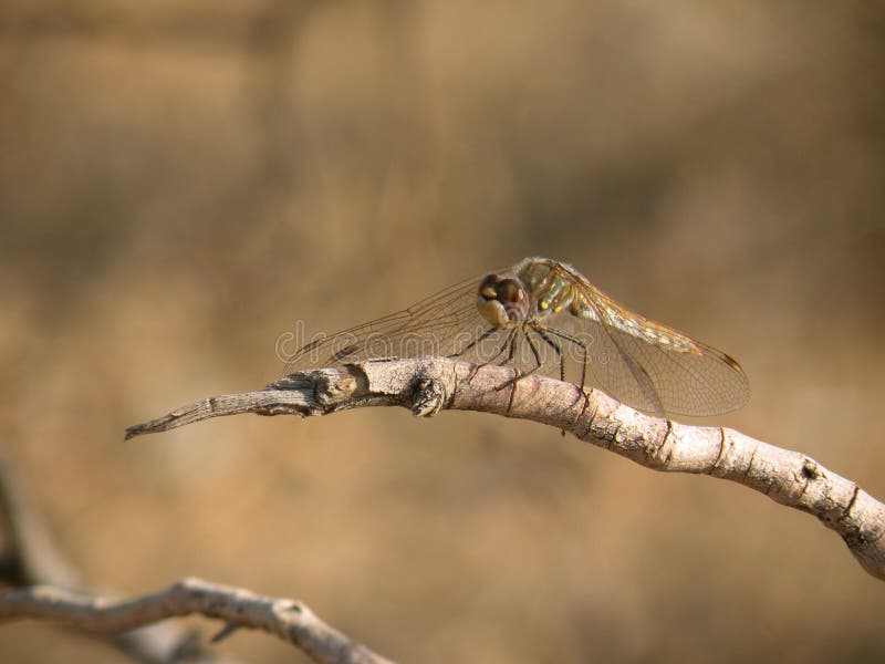 Dragonfly resting stock photo. Image of tree, nature - 12828924