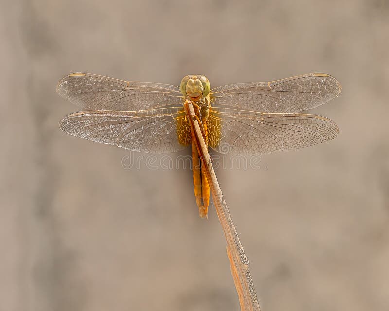 A Dragonfly Resting on a Bamboo Stock Photo - Image of beauty, close ...