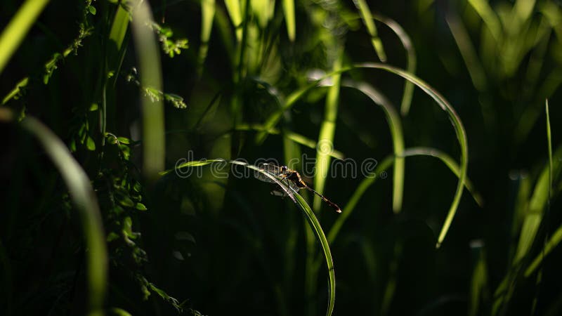 Dragonfly Resting on a Blade of Grass with Dramatic Backlight Stock ...