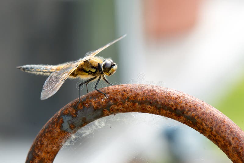Dragonfly resting stock image. Image of close, body - 126806775