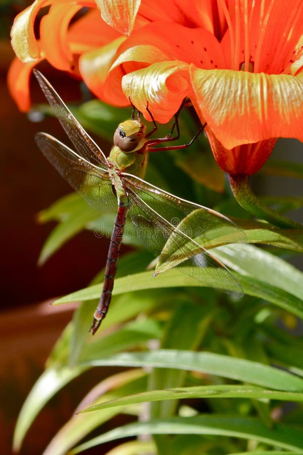Dragonfly Resting on a Twig Stock Image - Image of nature, legs: 33696217