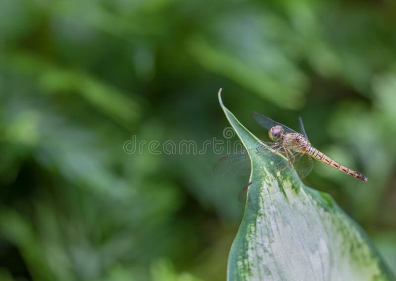 Dragonfly Resting on Green Plant Stock Image - Image of resting, space ...
