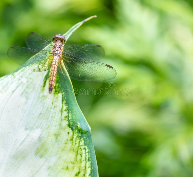 Dragonfly Resting on Green Plant Stock Photo - Image of tropical, space ...