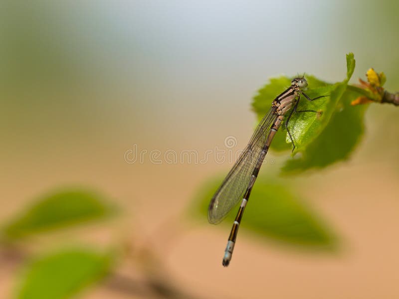 Dragonfly resting on leaf stock image. Image of life - 28135845