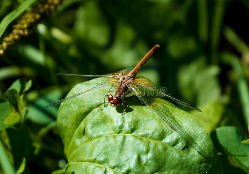 Dragonfly resting on leaf stock image. Image of green - 59853677