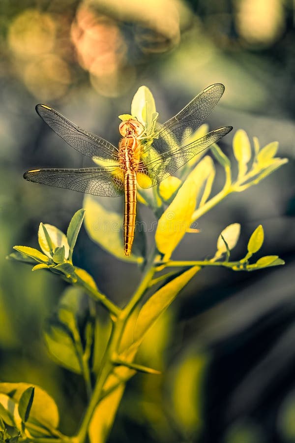 Dragonfly Resting on a Lime Plant Stock Photo - Image of spring, nature ...