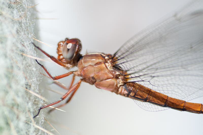 Dragonfly stock image. Image of plant, odonata, nature - 53895049