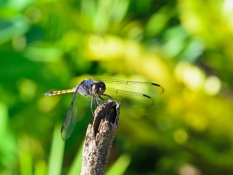 Dragonfly Resting on a Reed Stock Image - Image of fauna, anisoptera ...